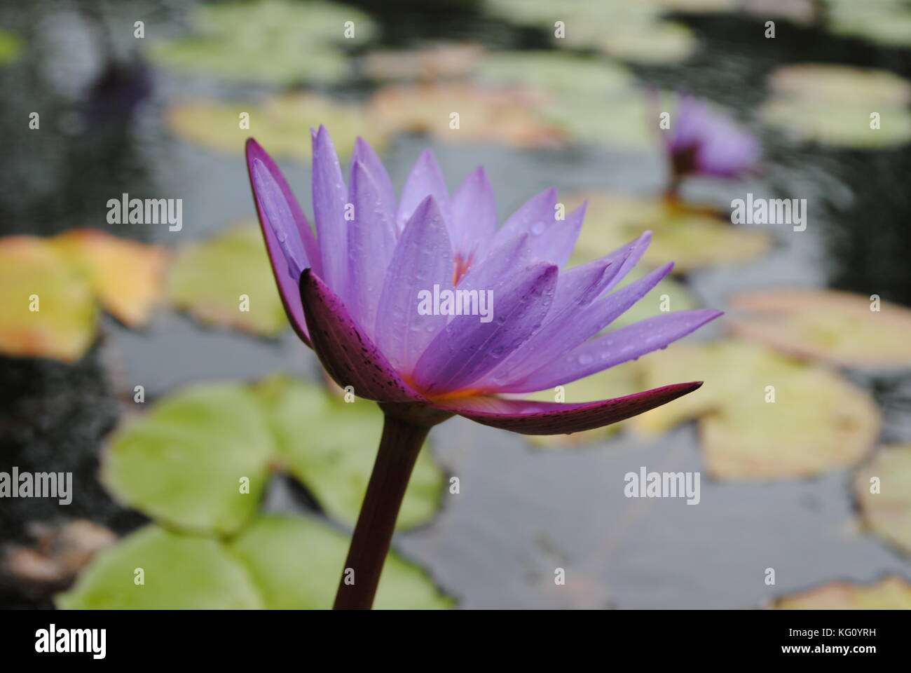Bora bora flower hi-res stock photography and images - Alamy