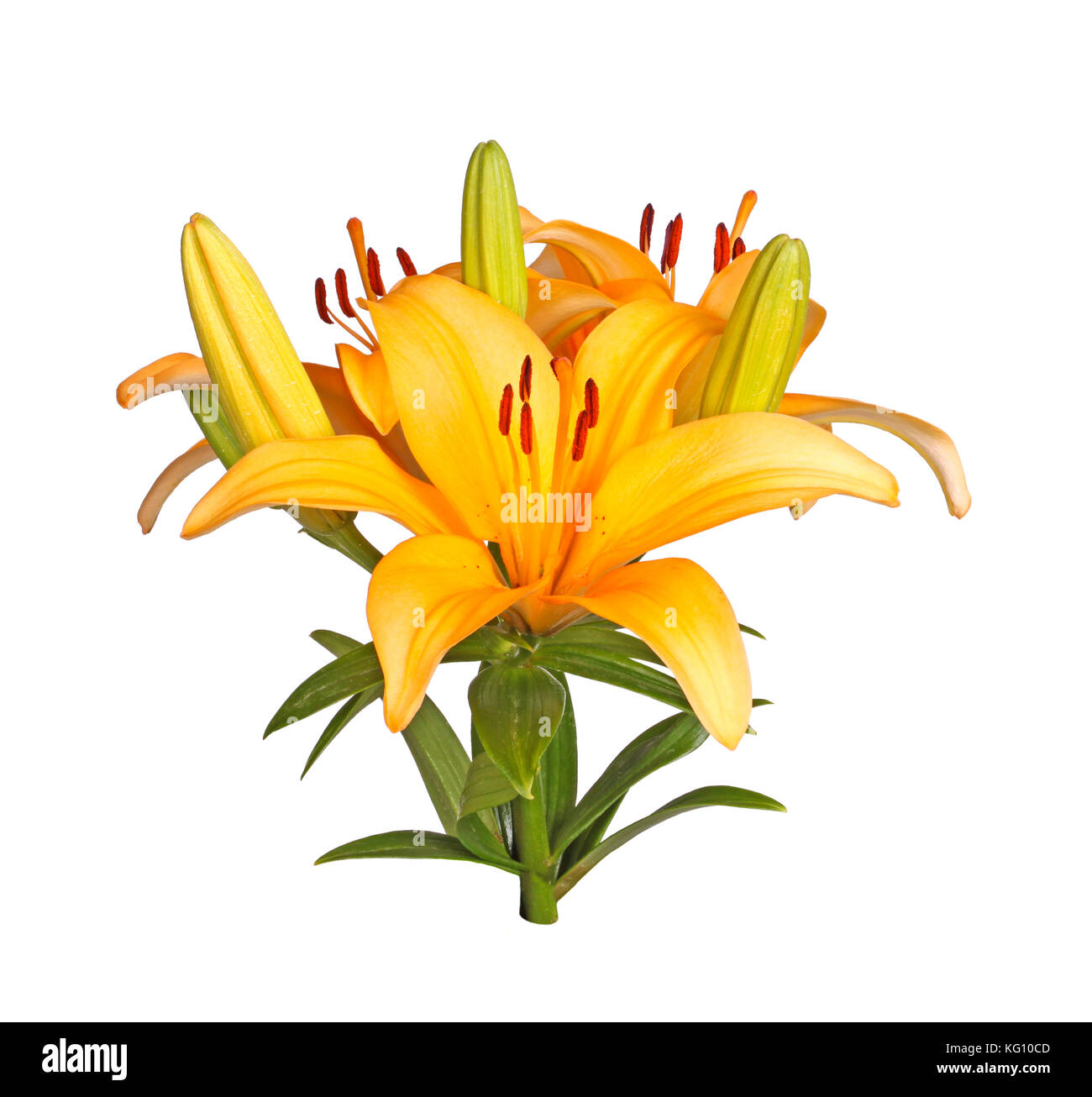 Orange asiatic lily lilium hi-res stock photography and images - Alamy