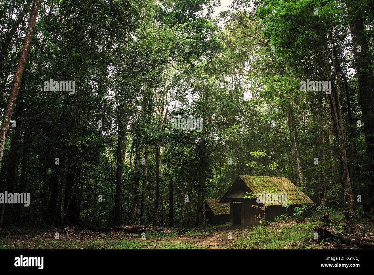 Old cabin in woods hi-res stock photography and images - Alamy