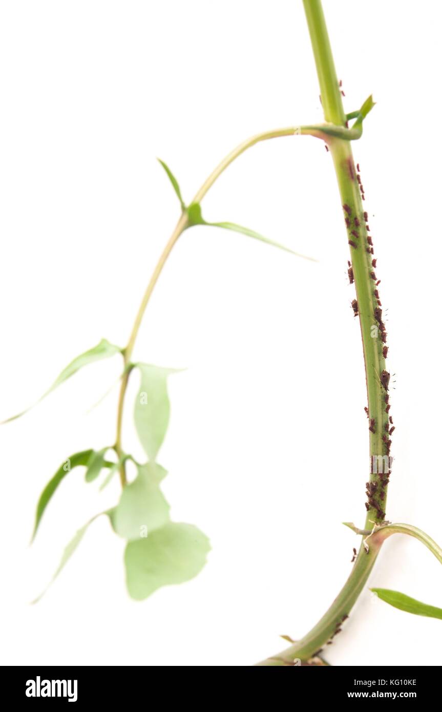 It infects of insects in the stem of a plant isolated in white Stock ...