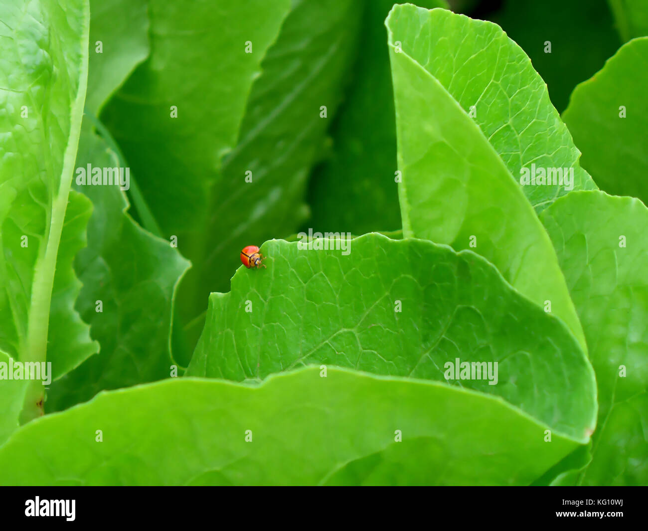 Red ladybug walking on the edge of vibrant green vegetable leaf in the ...