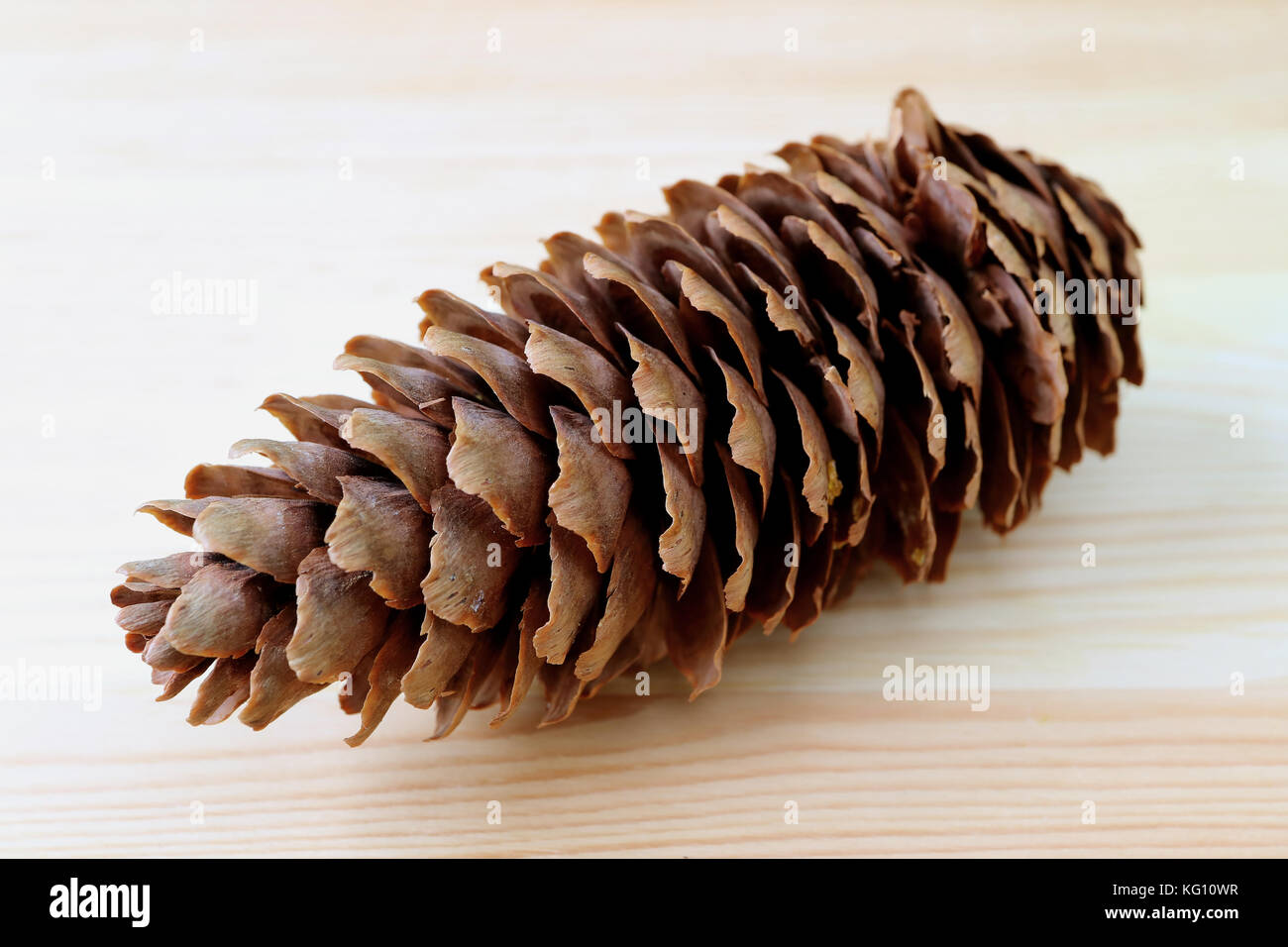 Pinecone texture hi-res stock photography and images - Alamy
