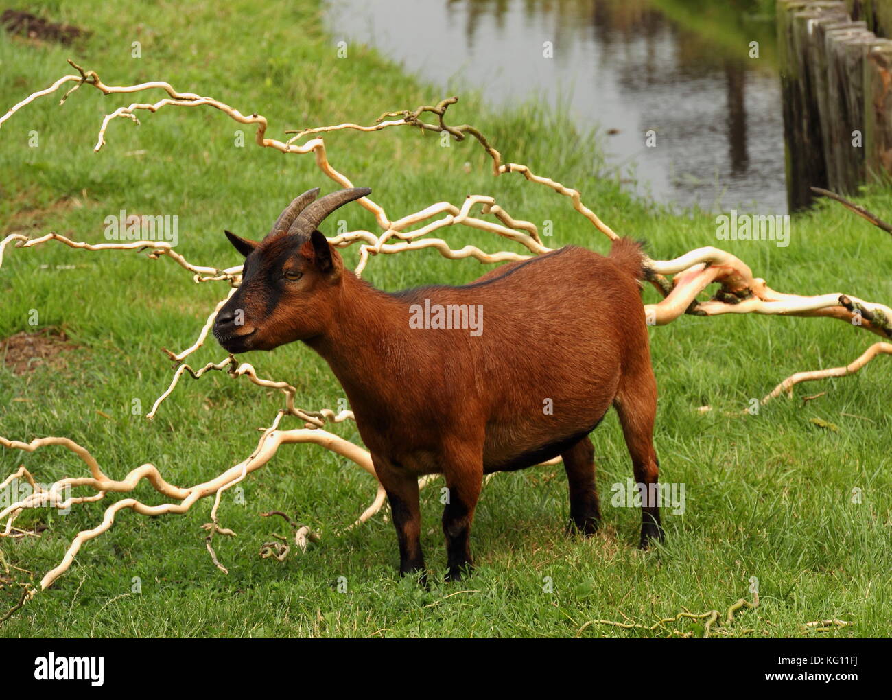 Farm scene in landscape format - a brown goat grazes in a paddock with ...