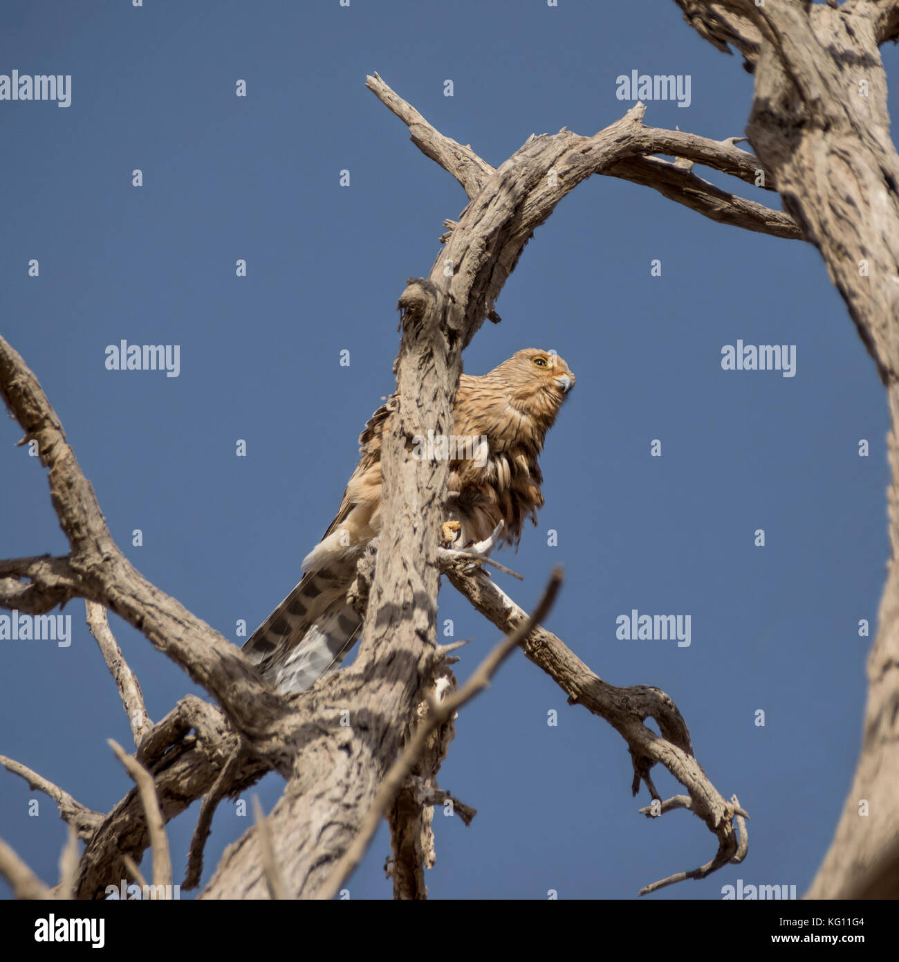 A Greater Kestrel perched in a dead tree in the Namibian desert Stock ...