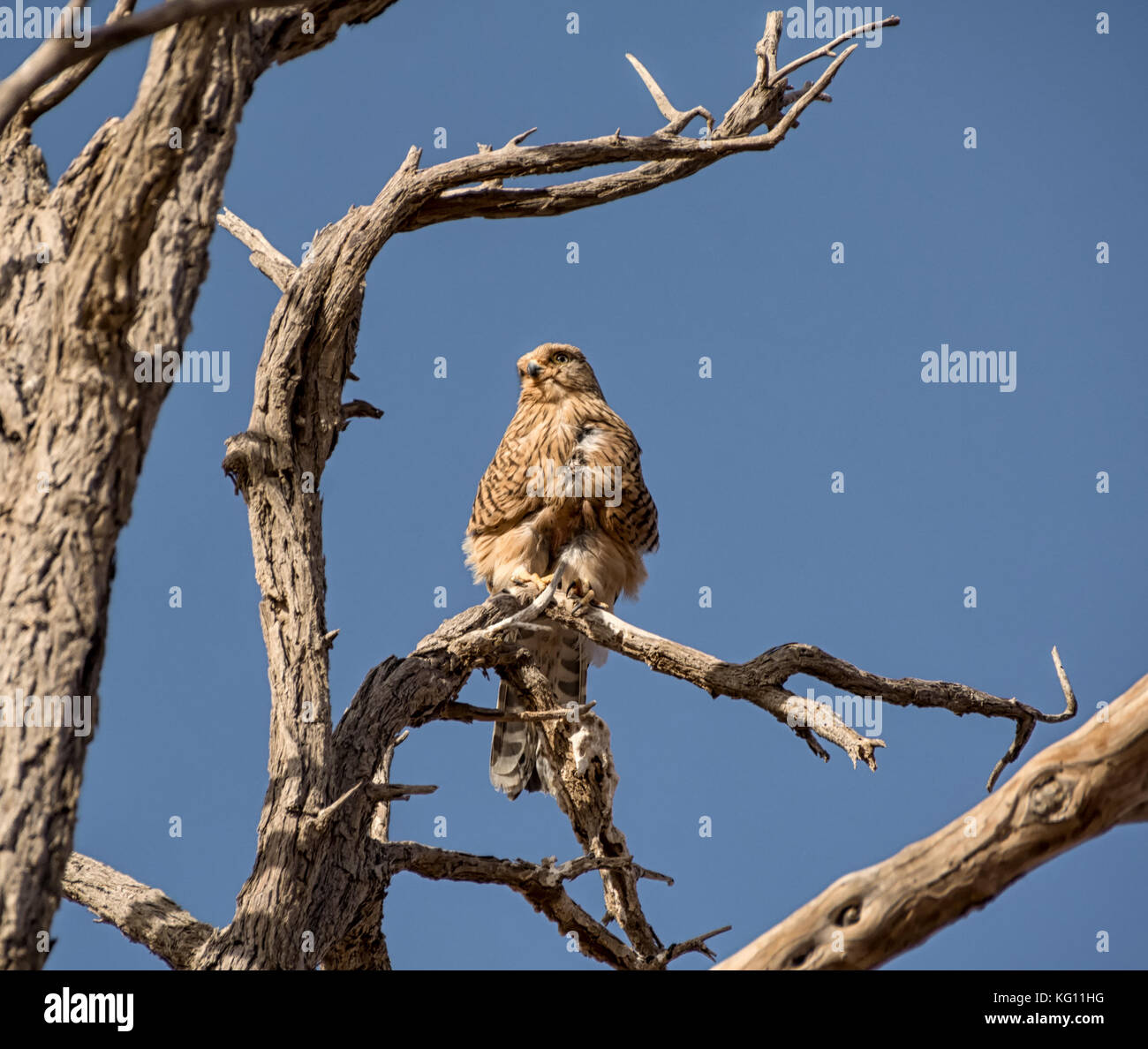 A Greater Kestrel perched in a dead tree in the Namibian desert Stock ...