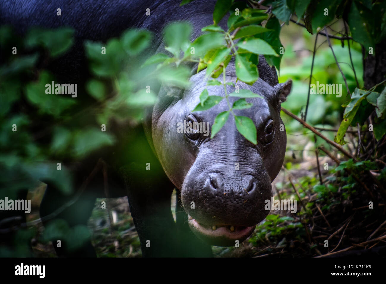 Fattest Hippo In The World