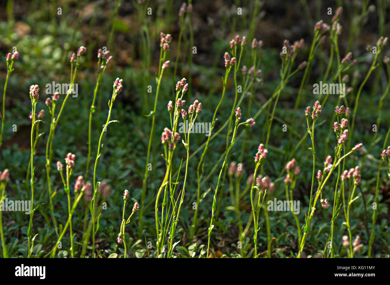 Pink flowers in the forest on a sunny summer day Stock Photo - Alamy