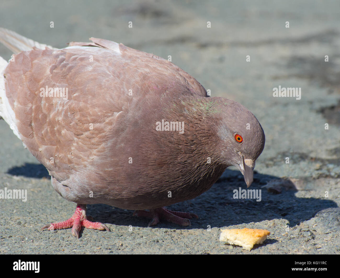 A closeup of a red-eye pigeon eating bread crumbs in the street on a ...