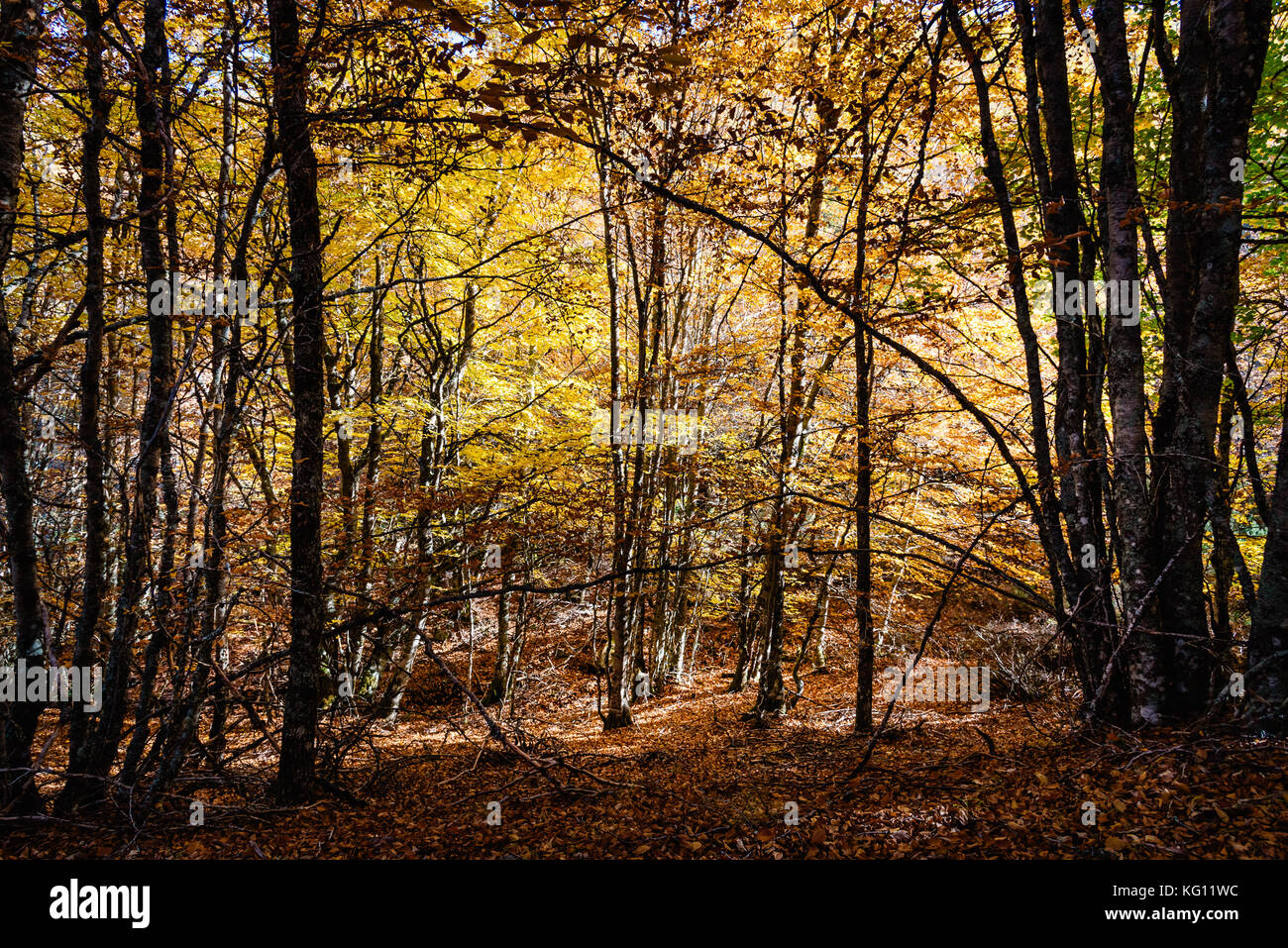 Beautiful autumn beech forest Stock Photo - Alamy