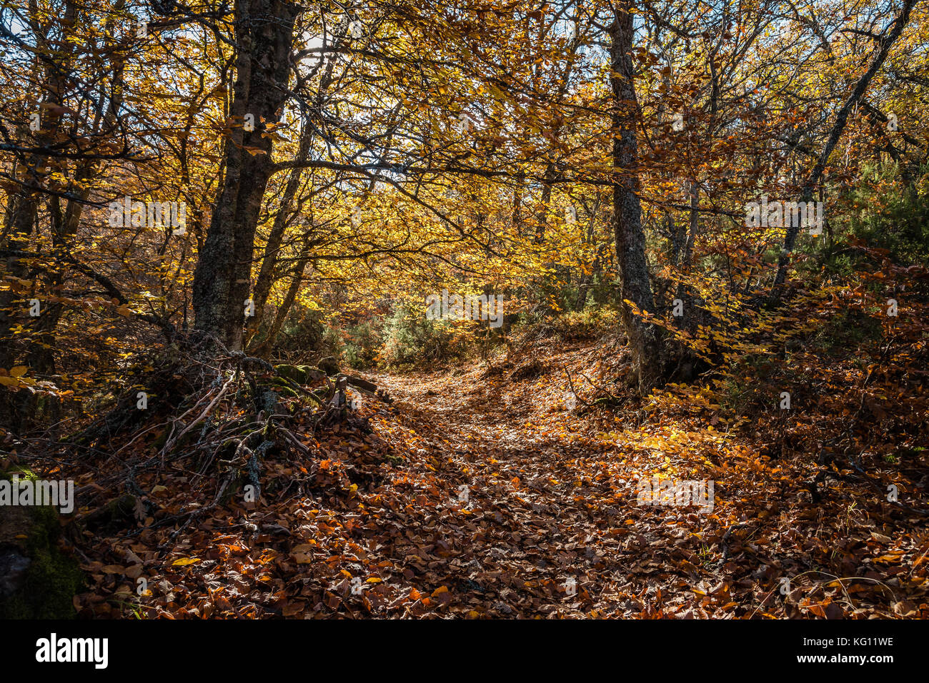 Beautiful autumn beech forest Stock Photo - Alamy