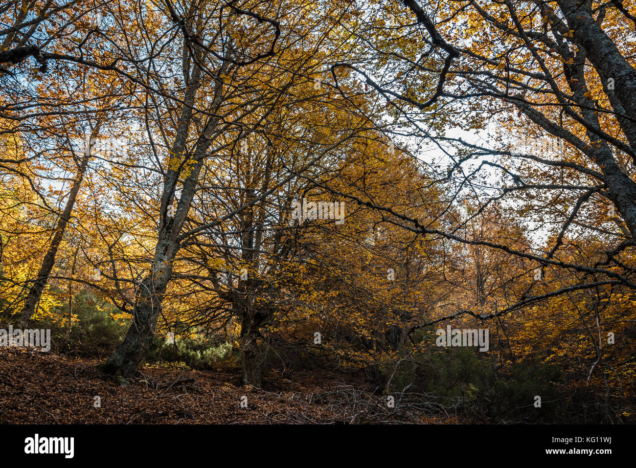 Beautiful autumn beech forest Stock Photo - Alamy