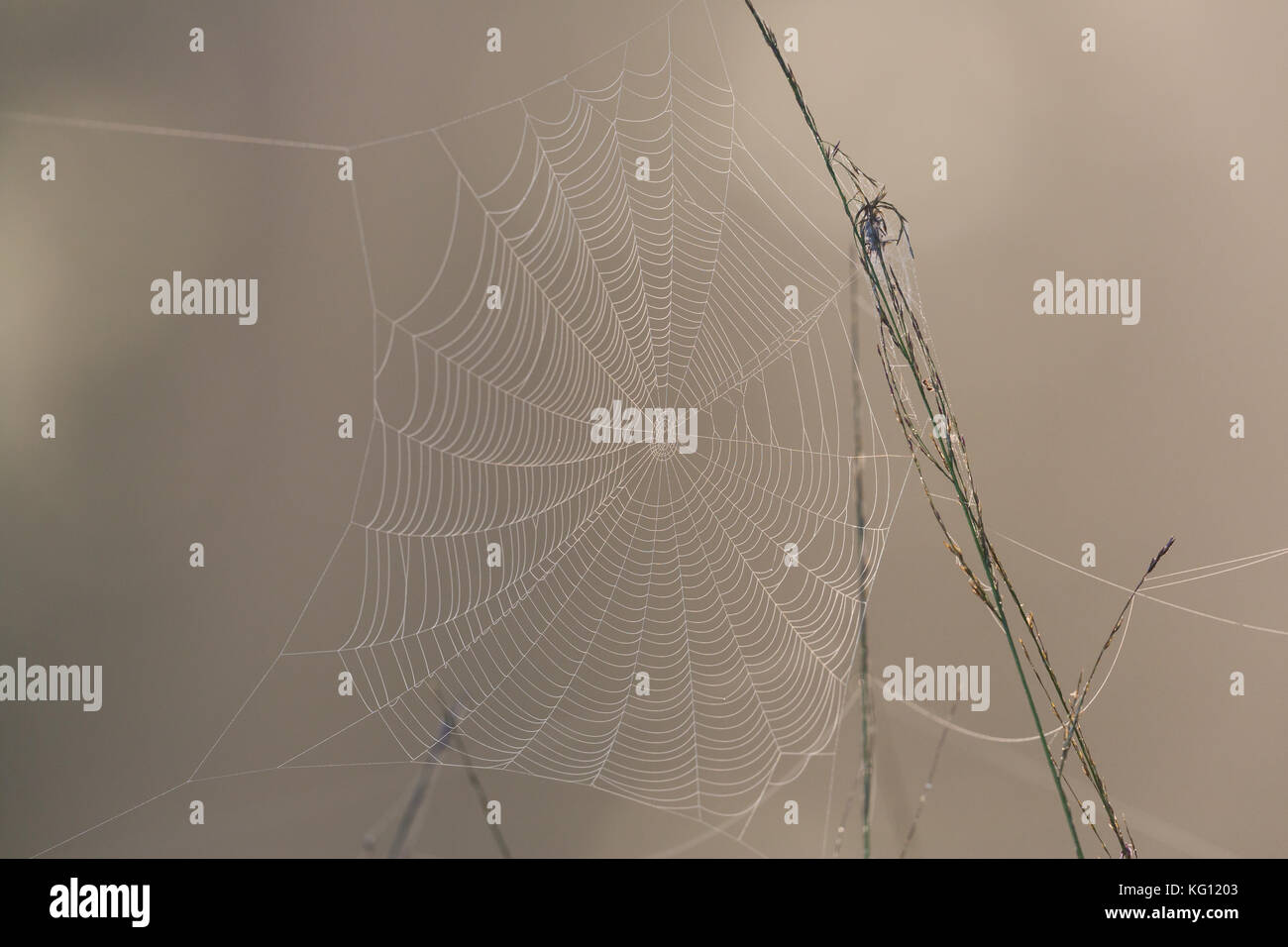macro natural cobweb in morning light Stock Photo - Alamy