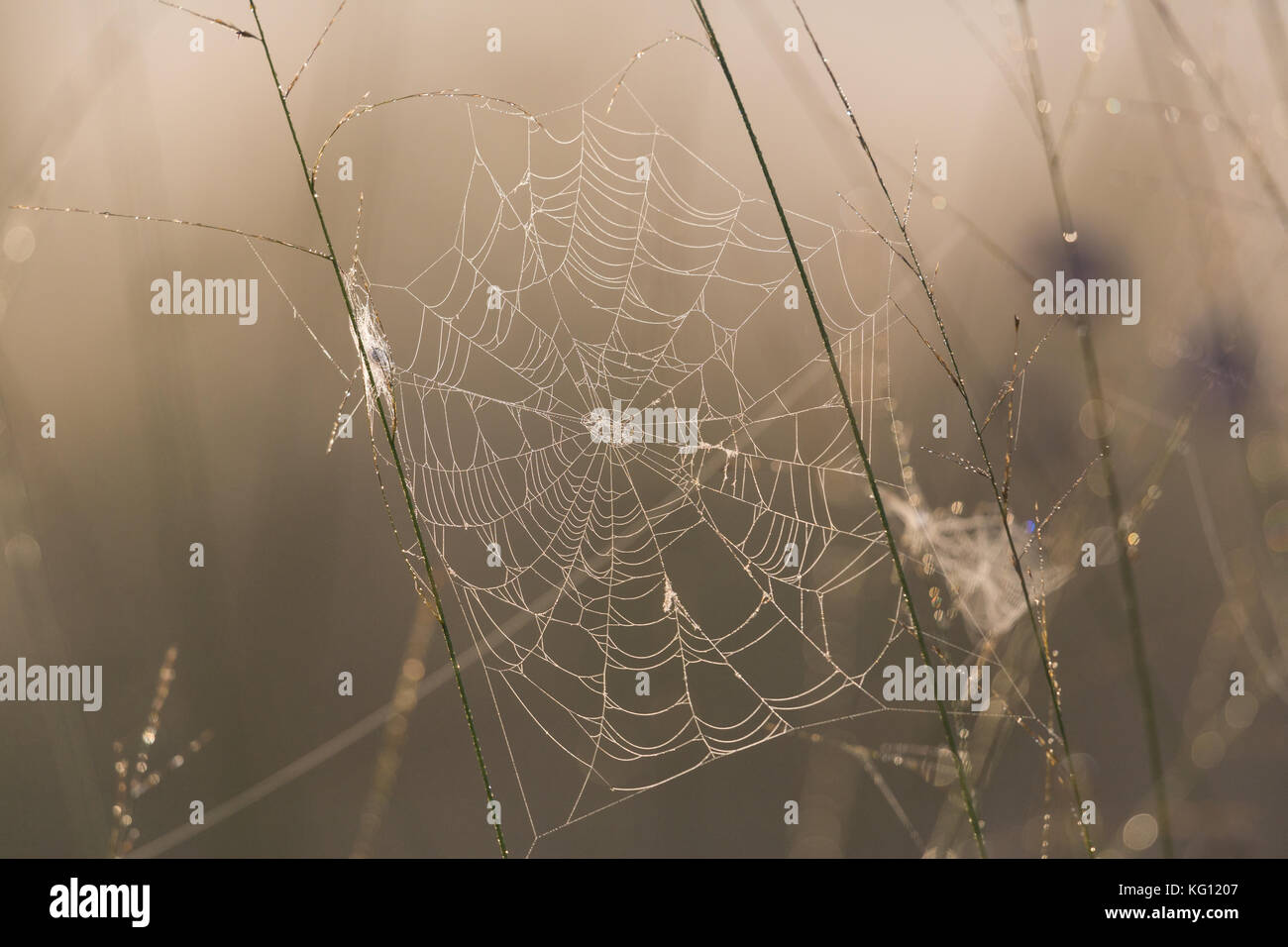 Frontlighting hi-res stock photography and images - Alamy