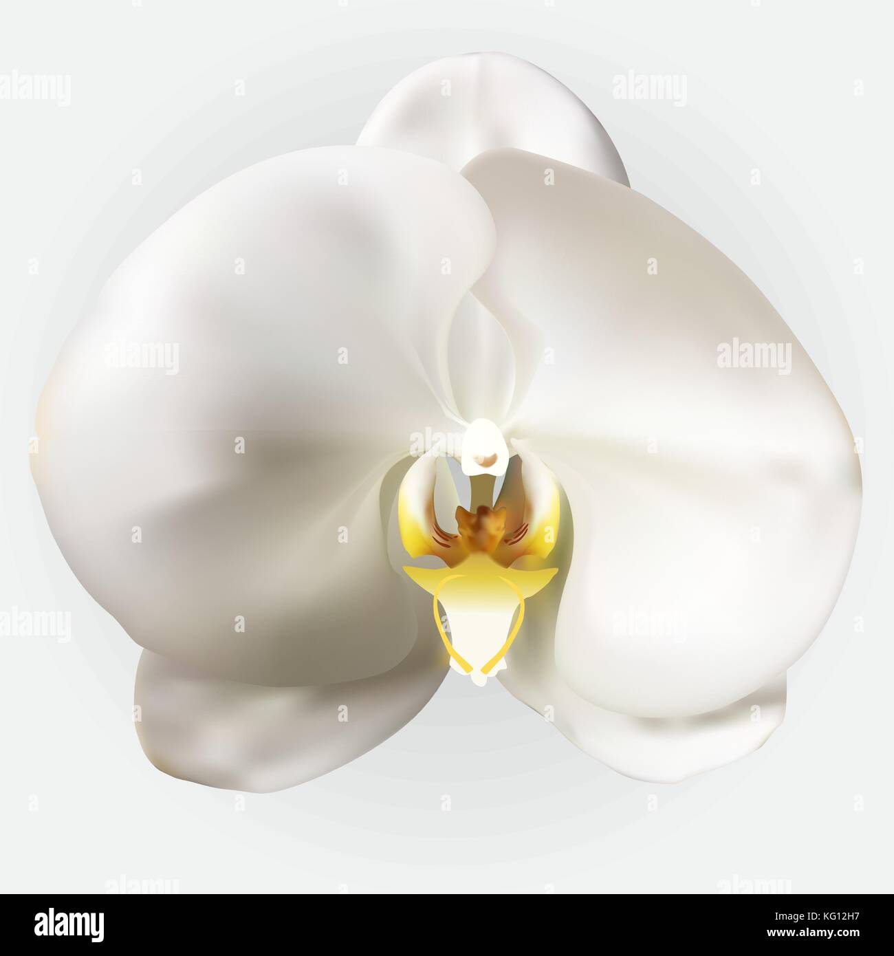 White orchid Stock Vector Images - Alamy