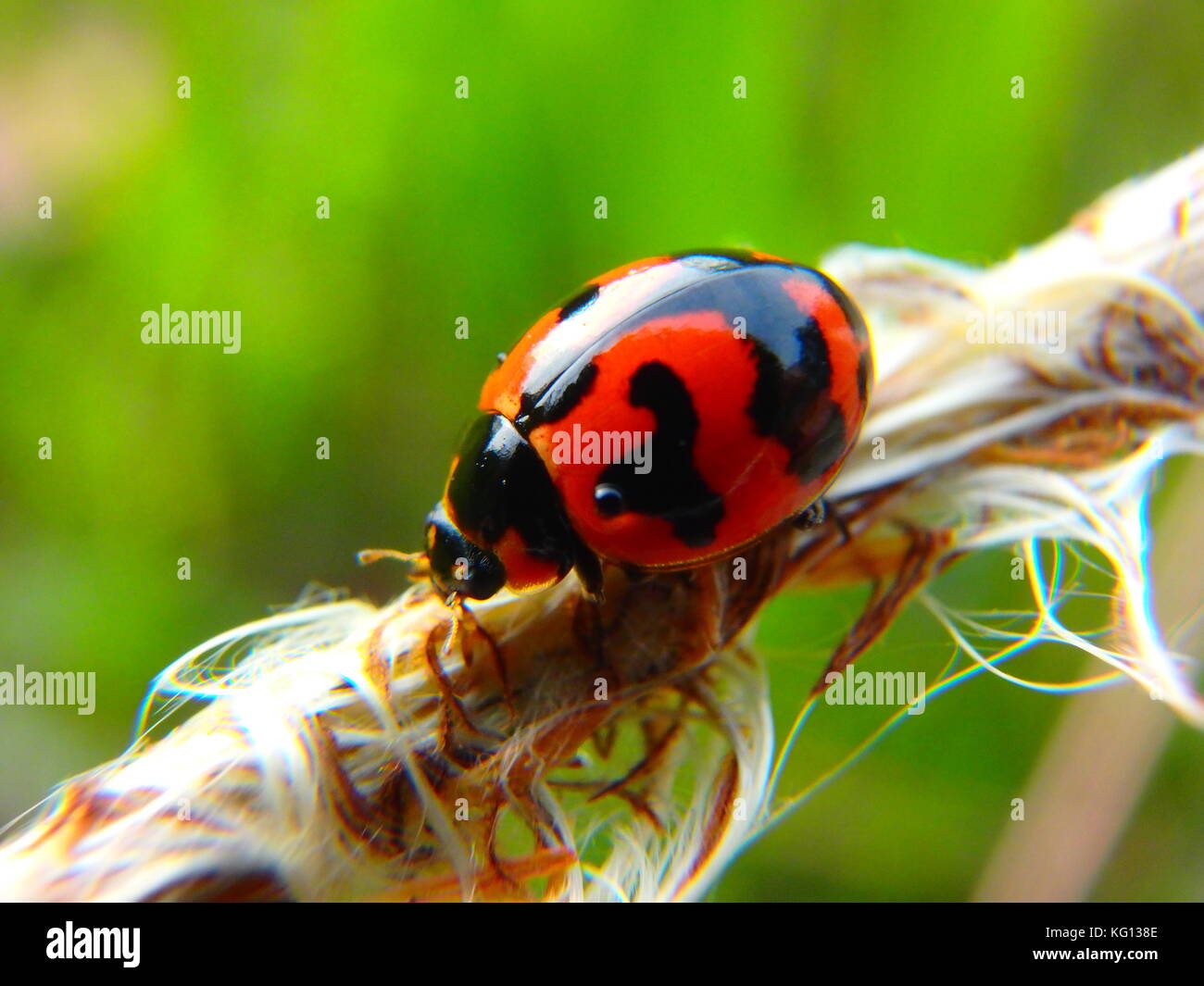 One Little Ladibug Stock Photo - Alamy