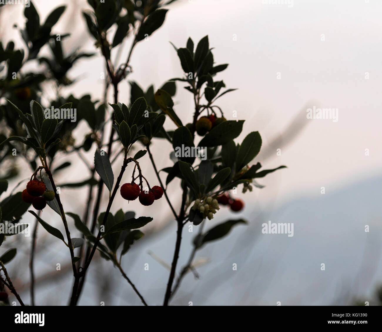 Red berries close up Stock Photo - Alamy