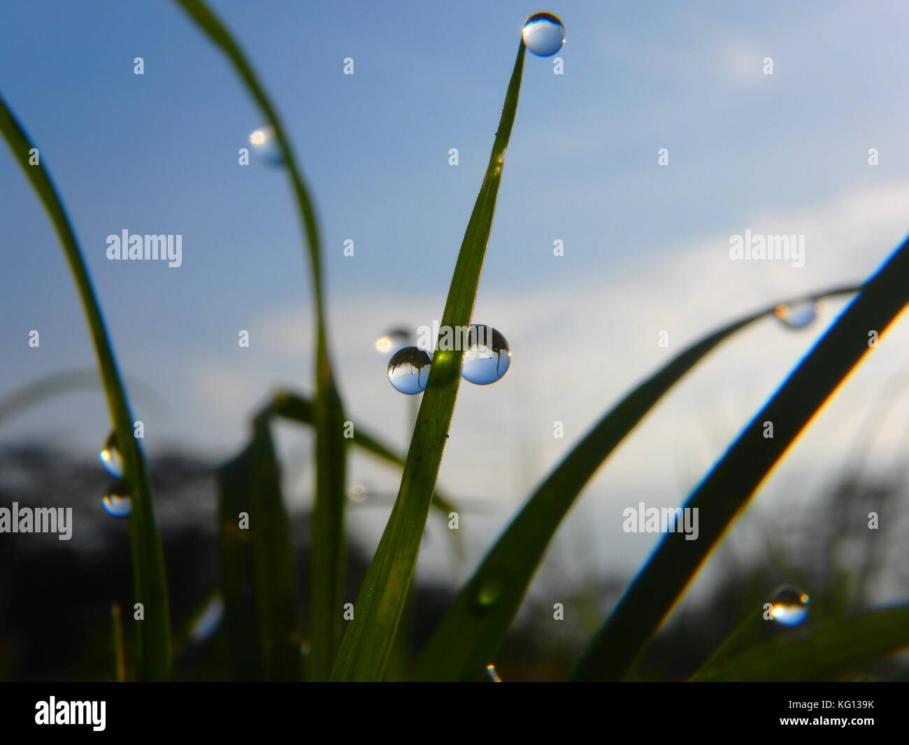 Dews dew hi-res stock photography and images - Alamy