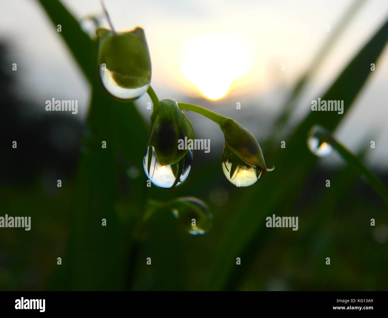 Dew on Small Flower Stock Photo - Alamy
