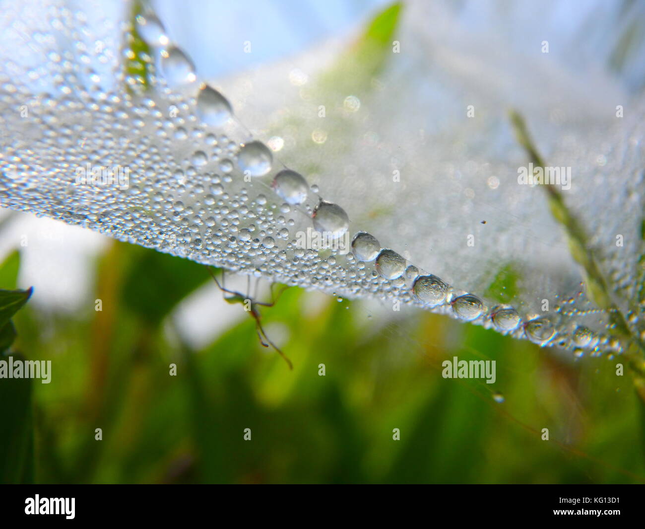 Green Spider, House Guardian Stock Photo - Alamy