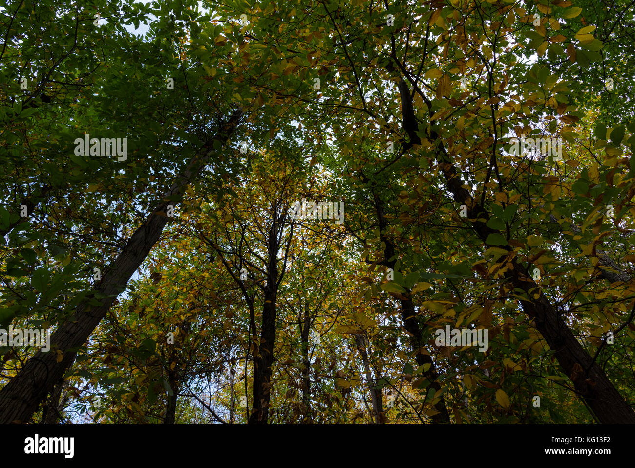 Looking up under the trees Stock Photo - Alamy