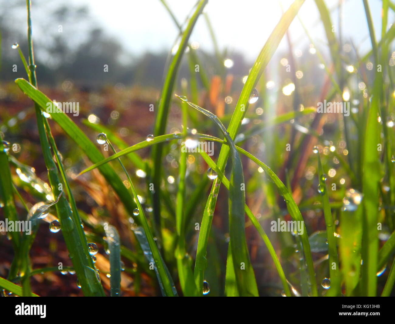 Dew and Grass Field Stock Photo - Alamy