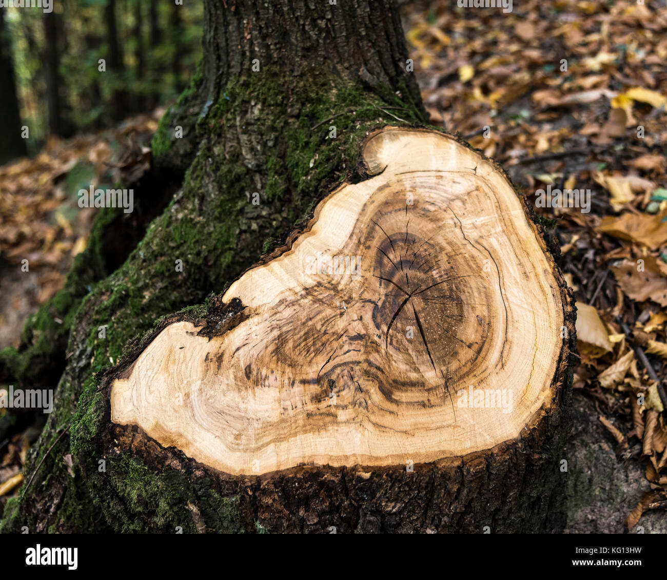 Tree trunk in the woods Stock Photo - Alamy