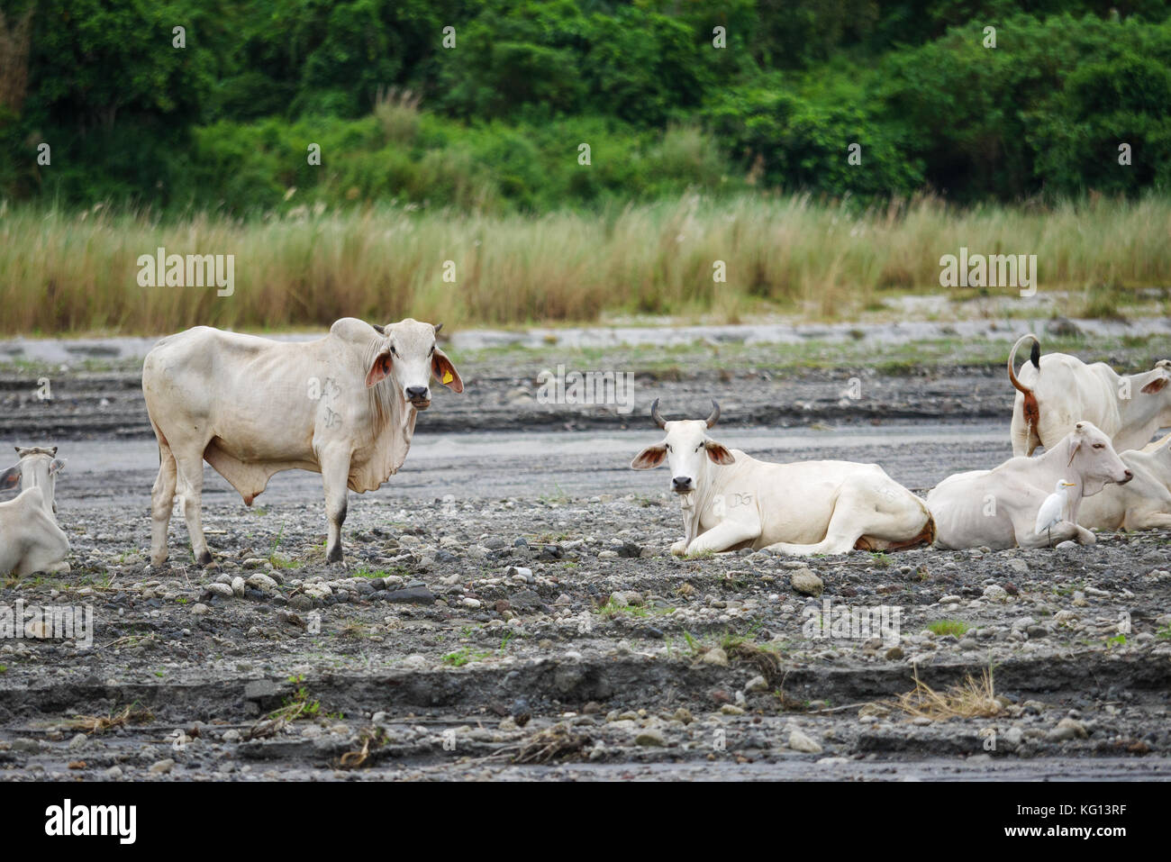 Ox philippines hi-res stock photography and images - Alamy