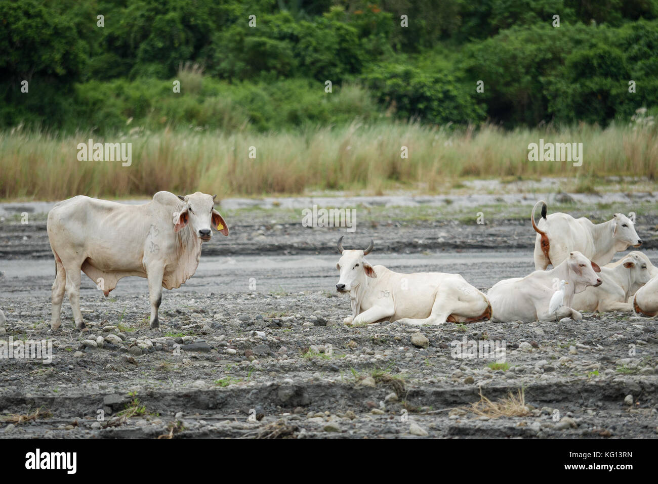 Ox philippines hi-res stock photography and images - Alamy