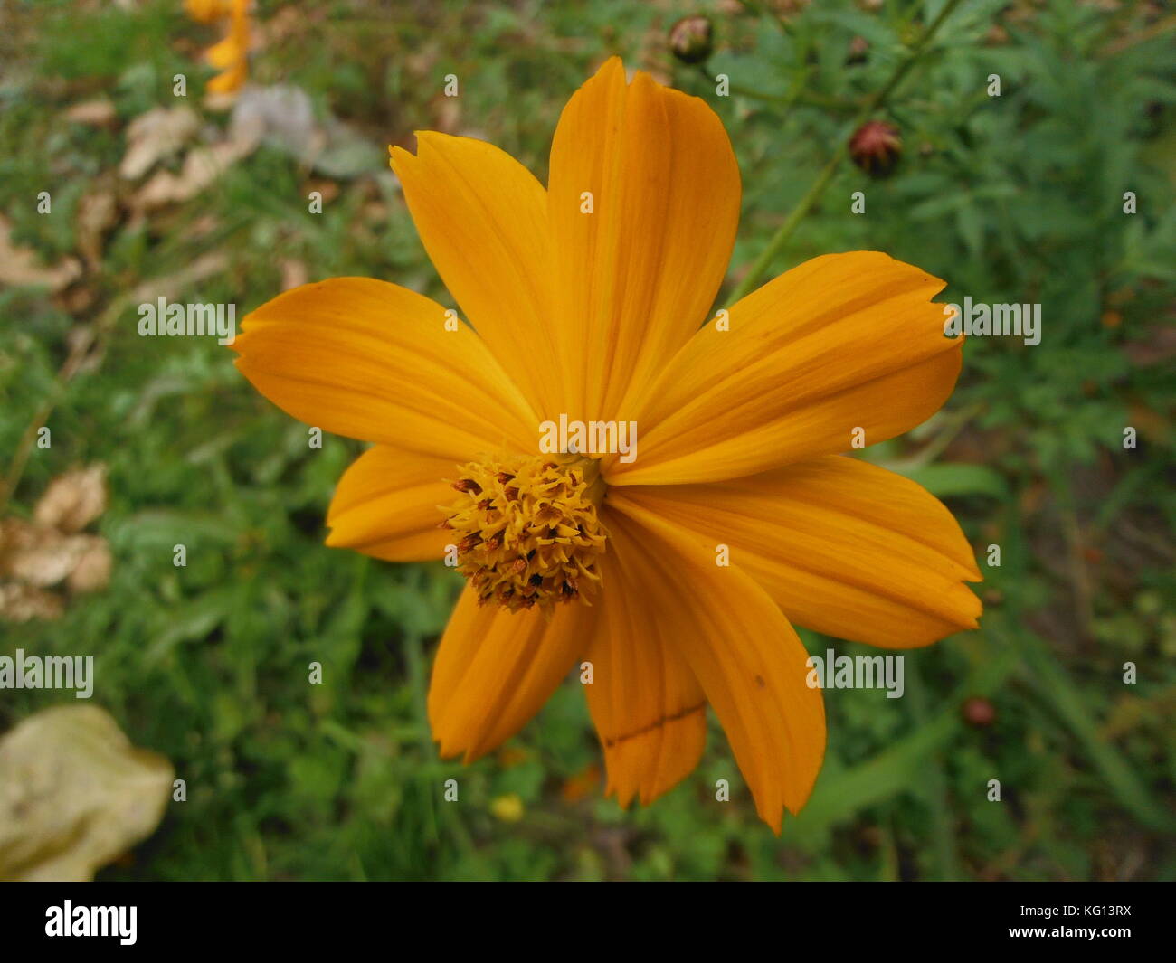 orange colored cosmos is in the green grass Stock Photo - Alamy