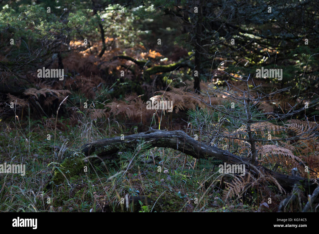 A fallen log in mountainous Corinthia area, Greece Stock Photo - Alamy