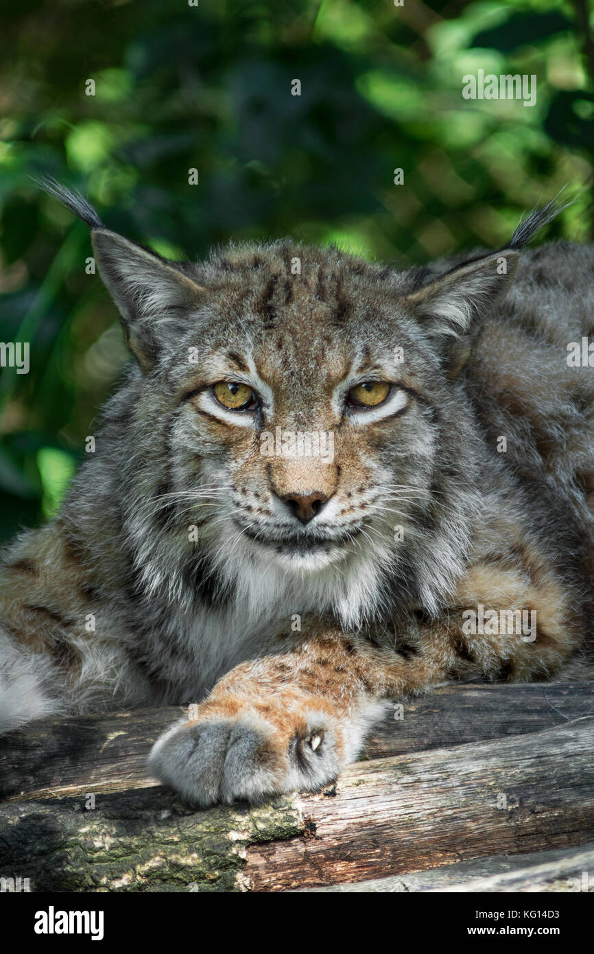 Lynx fur hi-res stock photography and images - Alamy