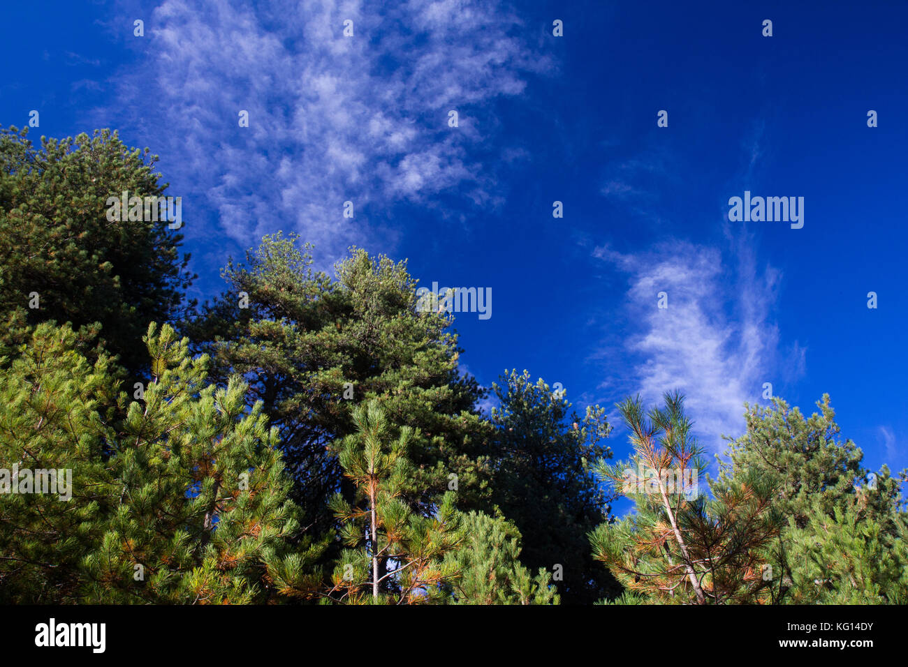 Pine trees against the blue sky Stock Photo - Alamy