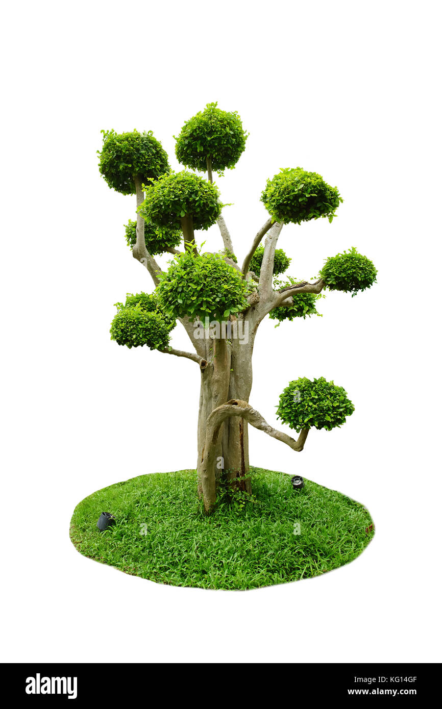 Beautiful dwarf tree isolated on white background Stock Photo - Alamy