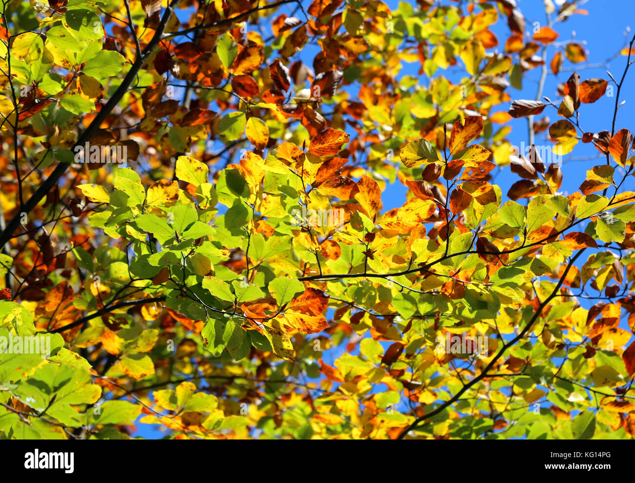 Fantastic autumn leaves background with very bright colors Stock Photo ...