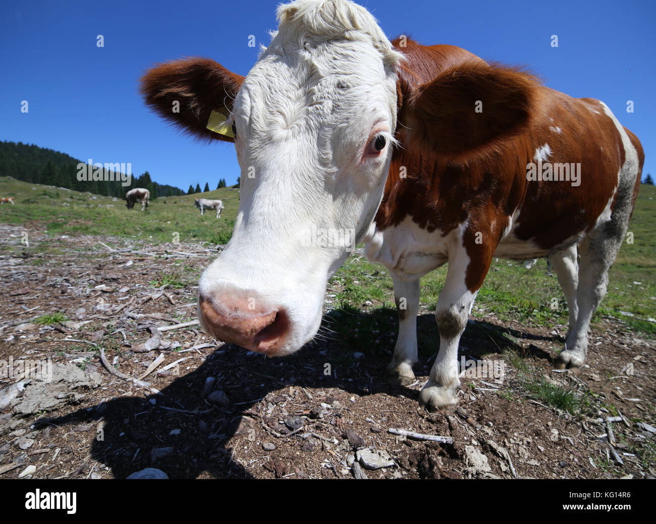 curious large cow in the mountains photographed with fisheye lens Stock ...