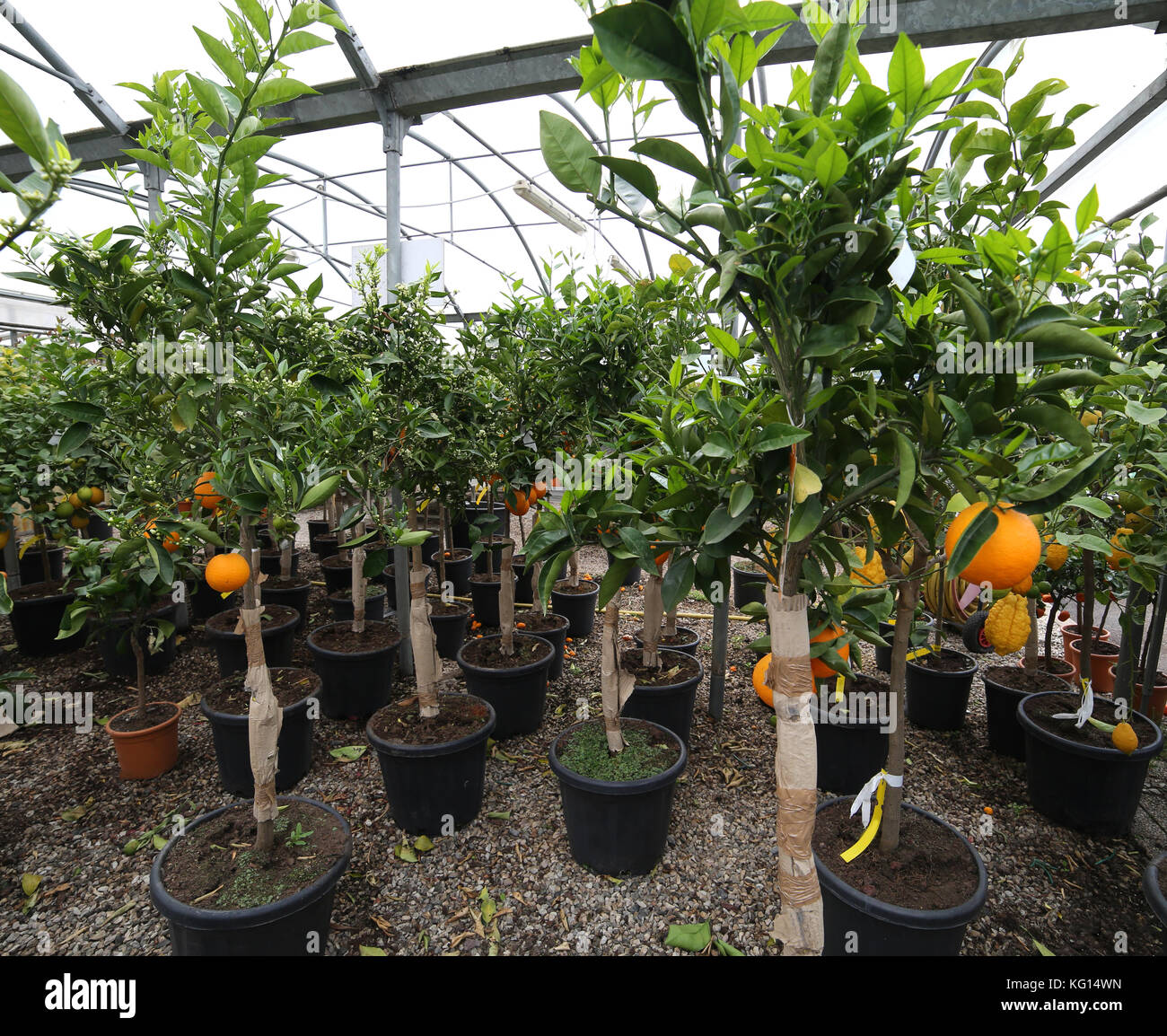 Citrus fruit trees nursery hi-res stock photography and images - Alamy