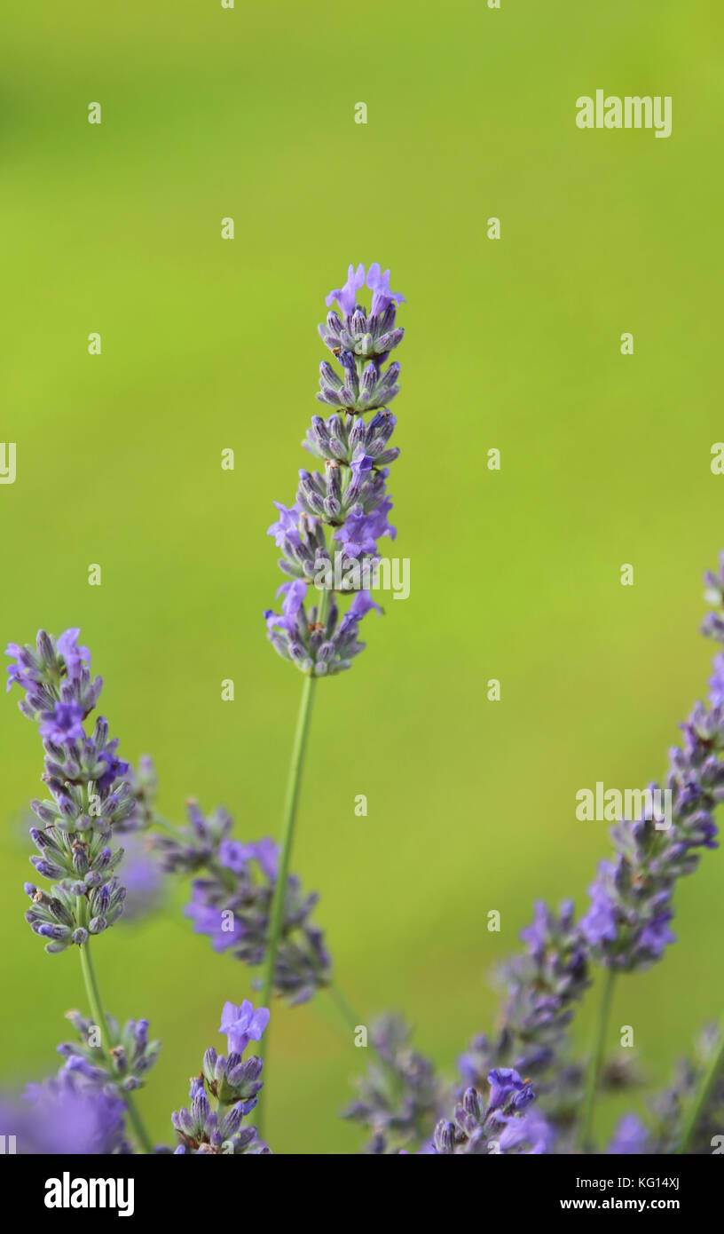 beautiful purple flower Lavender with green background in spring Stock ...