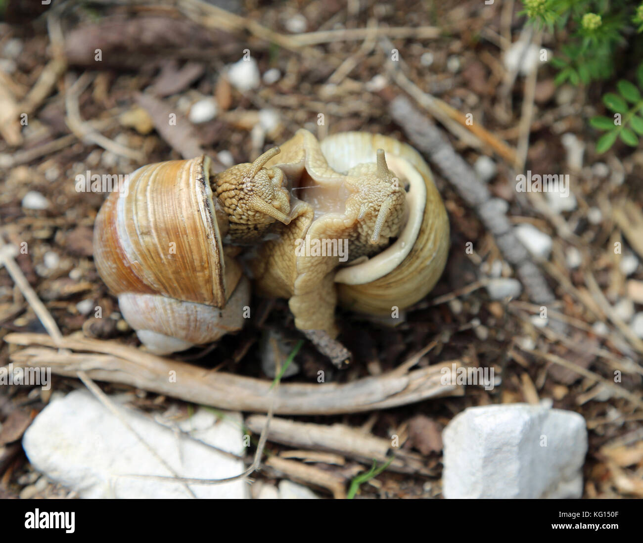 two big snails with shell during mating in the season of loves Stock ...