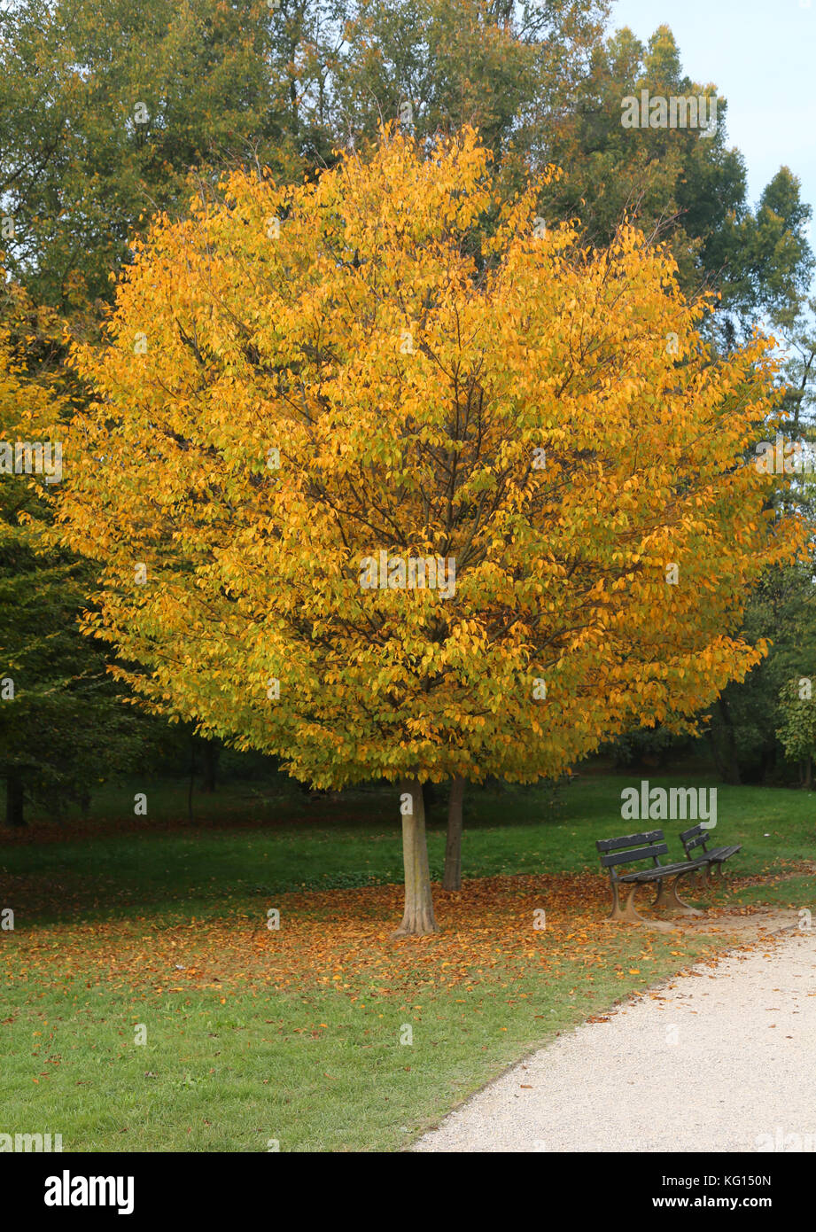 tree in autumn with the thick big-headed hair in the public park Stock ...
