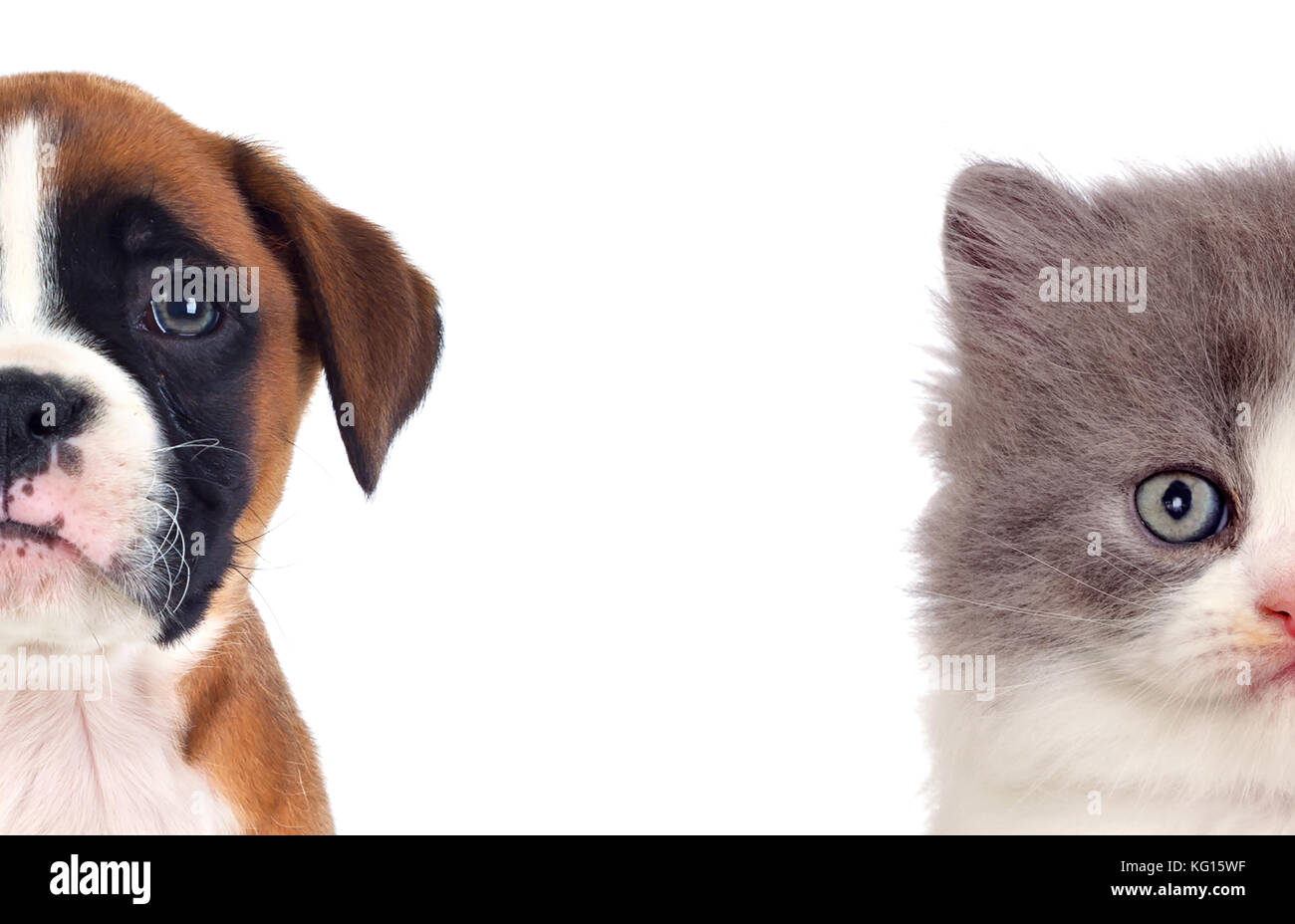 Boxers And Cats Coexisting