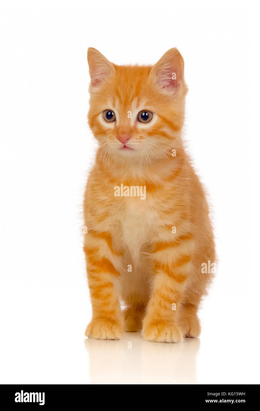 Beautiful small red cat looking at camera isolated on a white ...