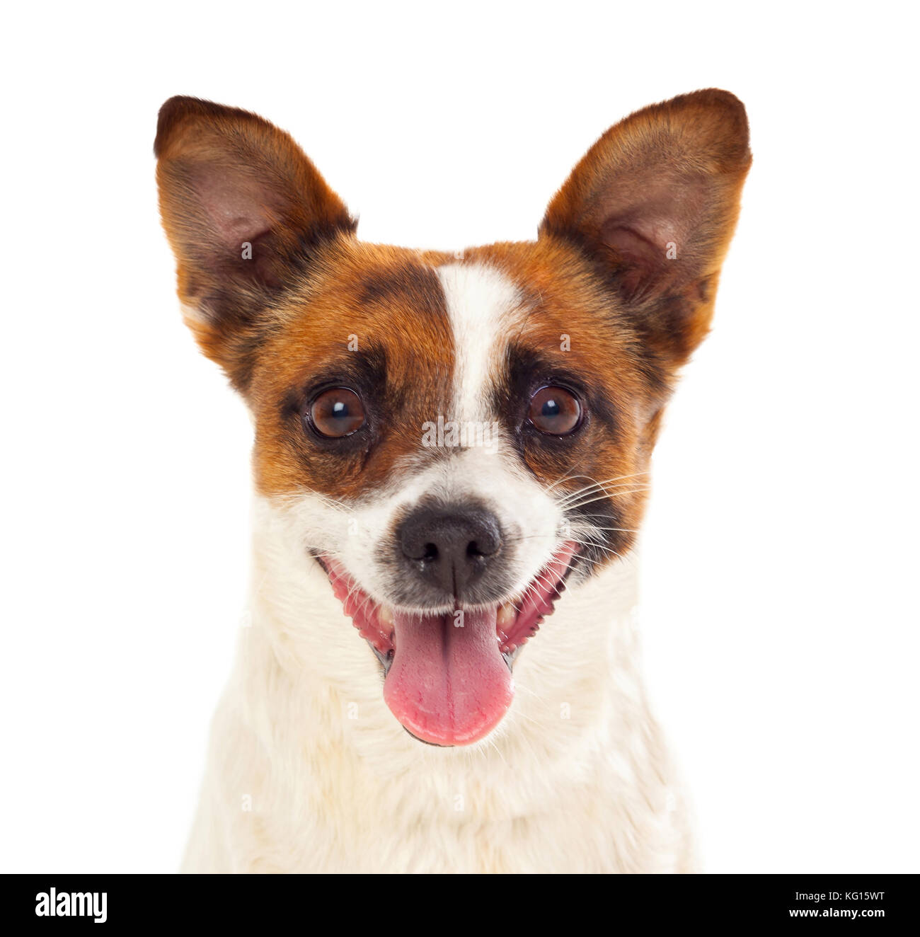 Beautiful small dog isolated on a white background Stock Photo - Alamy