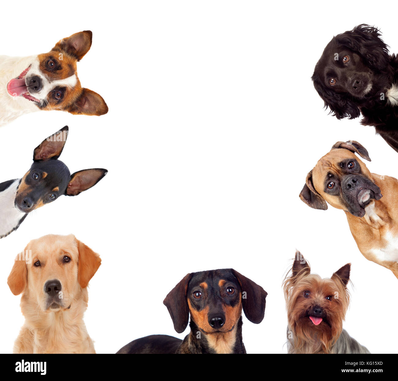 Differents dogs looking at camera isolated on a white background Stock ...