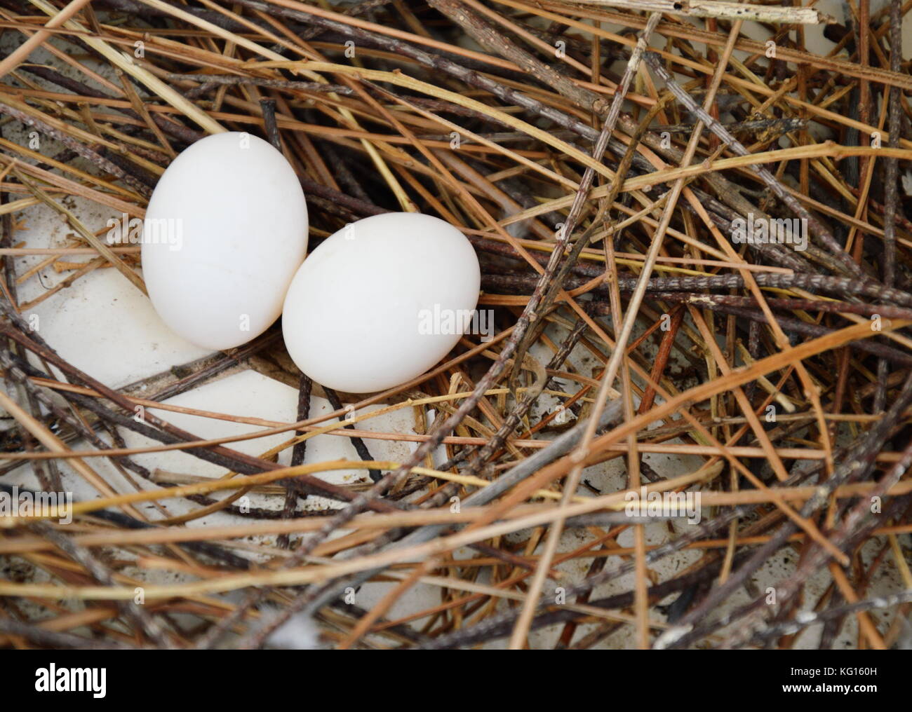 Breed Pigeon High Resolution Stock Photography and Images - Alamy