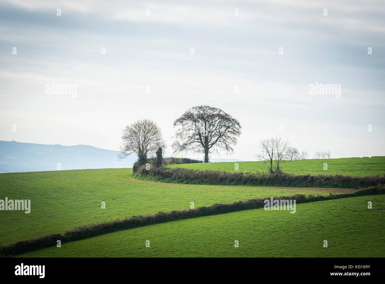View across green fields with trees in the distance in the north of ...
