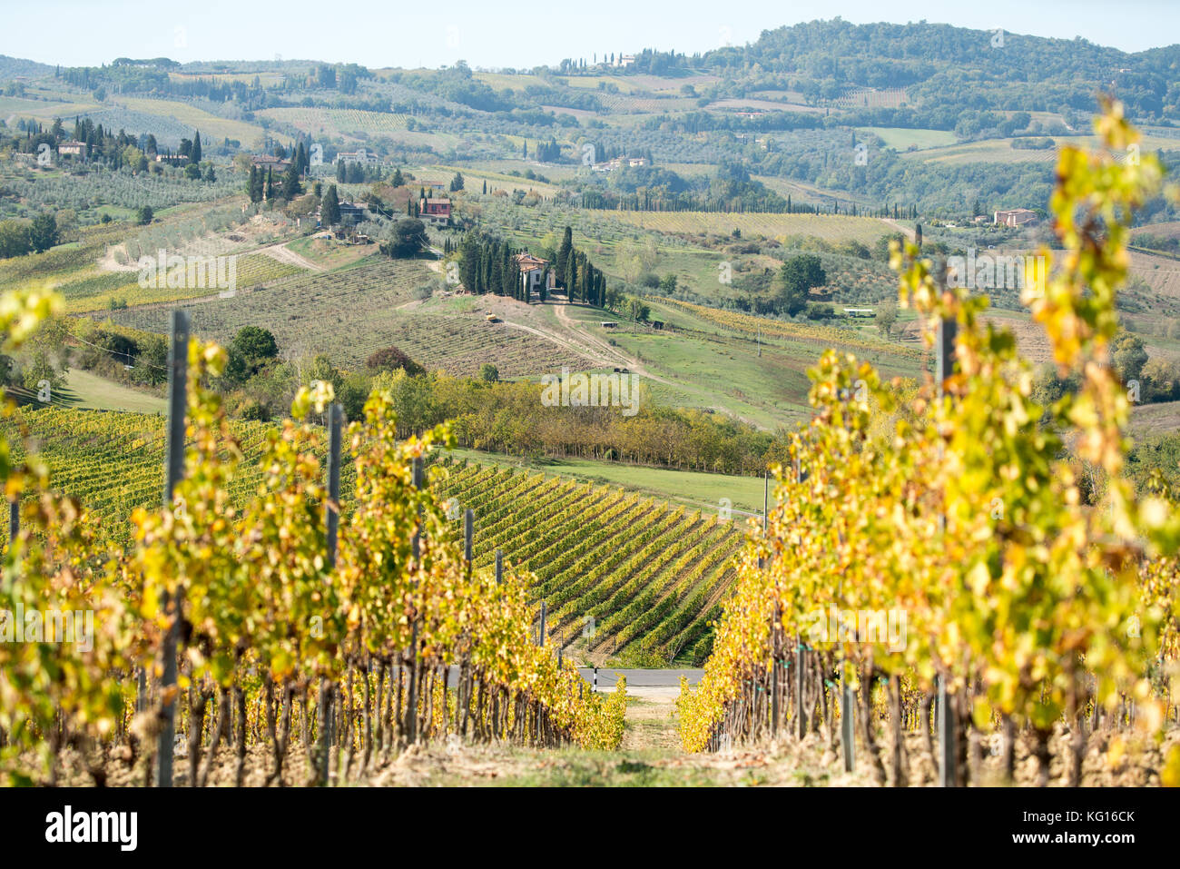 San Gimignano Tuscany Italy, Grapes, Vineyard, Travel Lifestyle ...