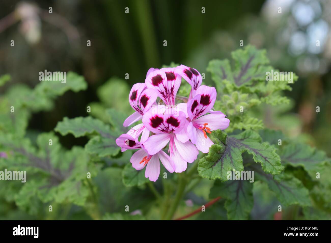 Pink greenery hi-res stock photography and images - Alamy
