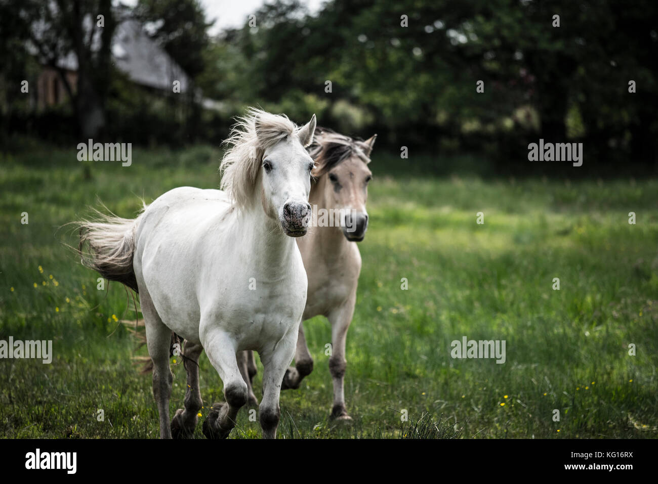 Horses Running In Green Pasture High Resolution Stock Photography and ...