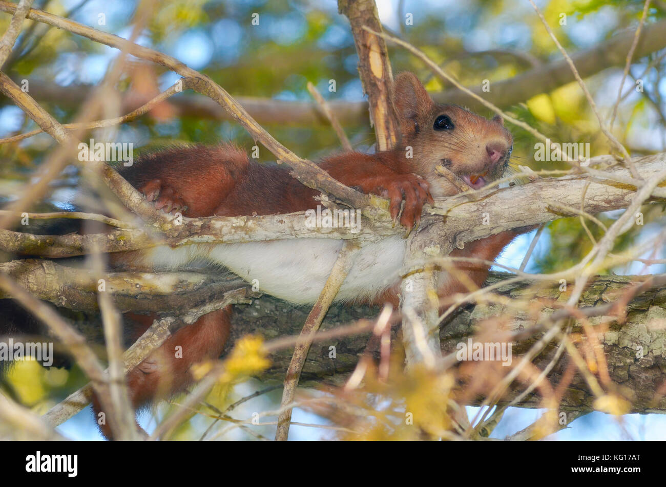 Red squirrel, over the branch of a pine tree, with the mouth open ...