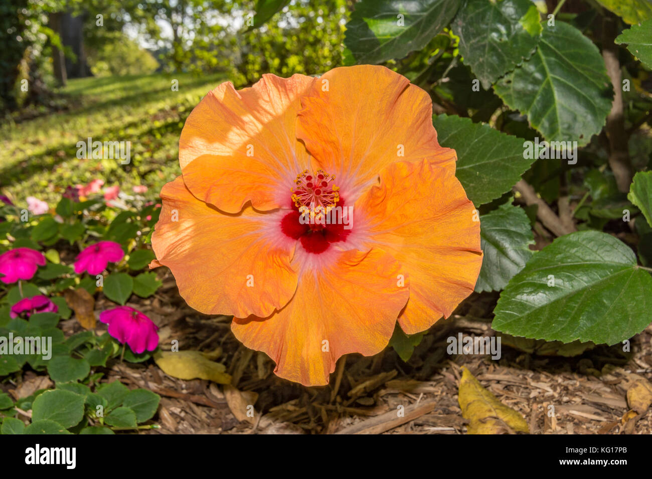 Close-up of a Orange colored Hibiscus flower blossom Stock Photo - Alamy